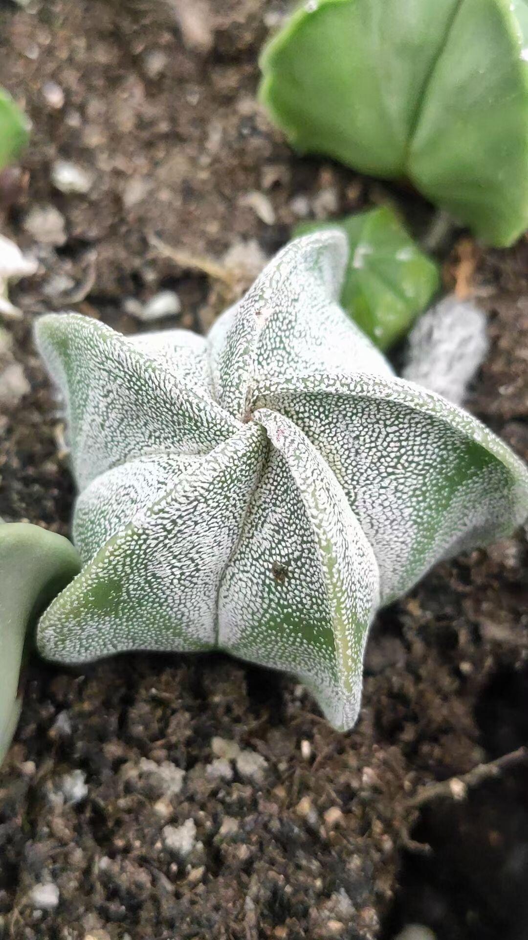Rare Astrophytum Myriostigma Cactus, Beginner-friendly, 2" Live Plant ...