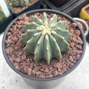 Rare Ferocactus Glaucescens Inermis Cactus, Spineless Live Plant (3 ...