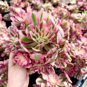 Live Rare Aeonium Pink Witch Succulent Plant, Indoor Outdoor Decor - Etsy