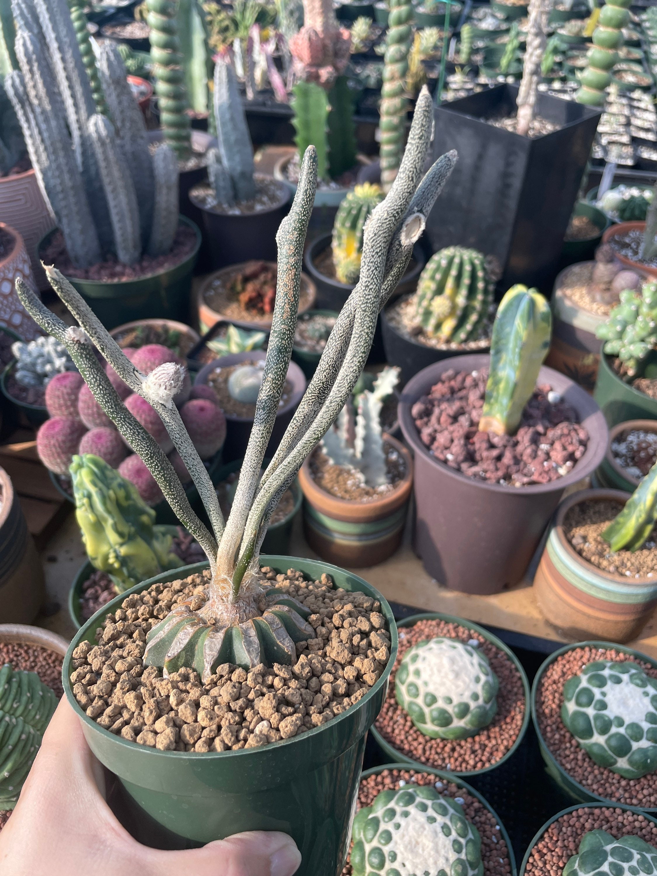 Rare Cactus Astrophytum Caput-medusae 4pot - Etsy