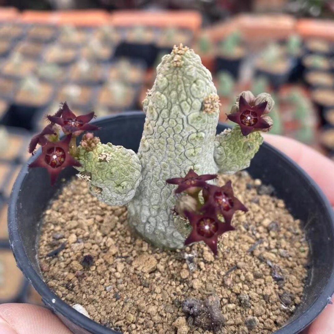 Rare Succulent - Pseudolithos Caput-viperae Hybrid (2”), Live Plant - Etsy