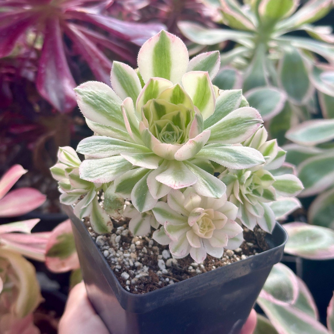 Rare Succulents Aeonium Variegated Maybach Small Cluster 2 - Etsy