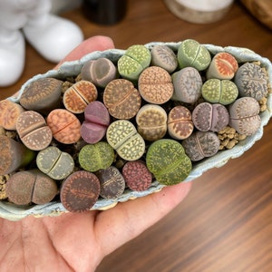 Rare Succulents, Lithops Spp. (0.5"), Live Plant - Etsy