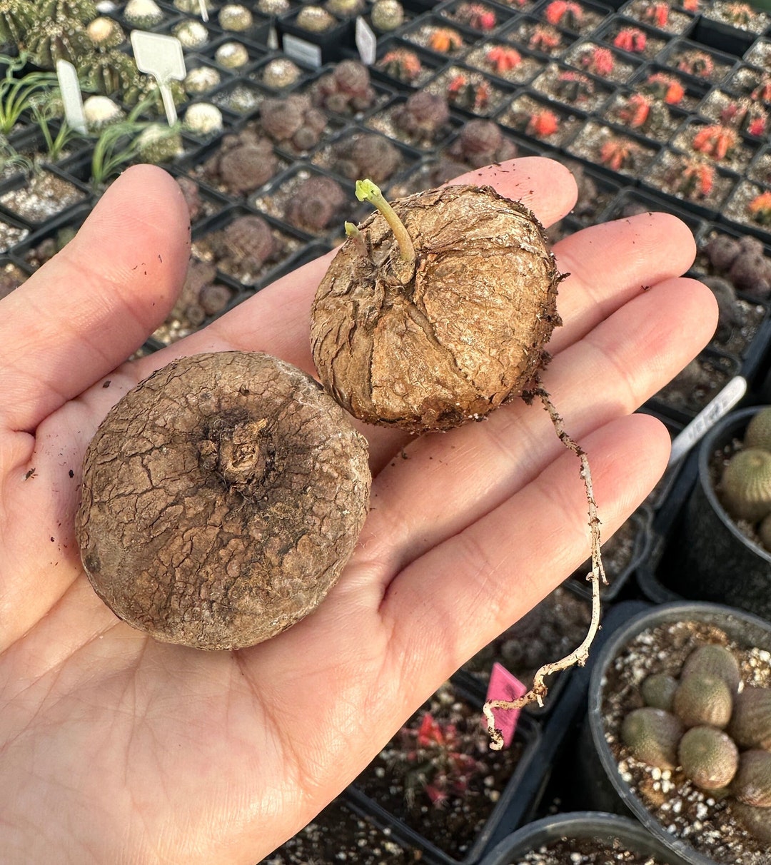 Rare Succulents, Stephania Erecta Bulb Only 1", Live Plant - Etsy