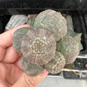 Rare Euphorbia Euphorbia Obesa Small Cluster - Etsy