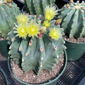 Rare Ferocactus Glaucescens Inermis Cactus, Spineless Live Plant (3 ...
