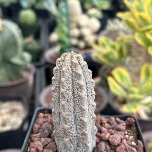 Rare Euphorbia, Euphorbia Abdelkuri Grey Small (3.5” Pot), Live Plant ...