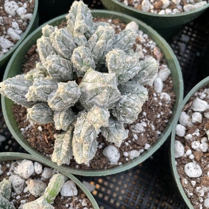 Rare Cactus - Astrophytum Myriostigma Var. Columnare (4”pot) - Etsy