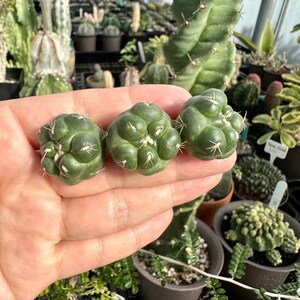 Rare Cactus - Coryphantha Elephantidens Cv. Inermis Offset (1”), Live ...