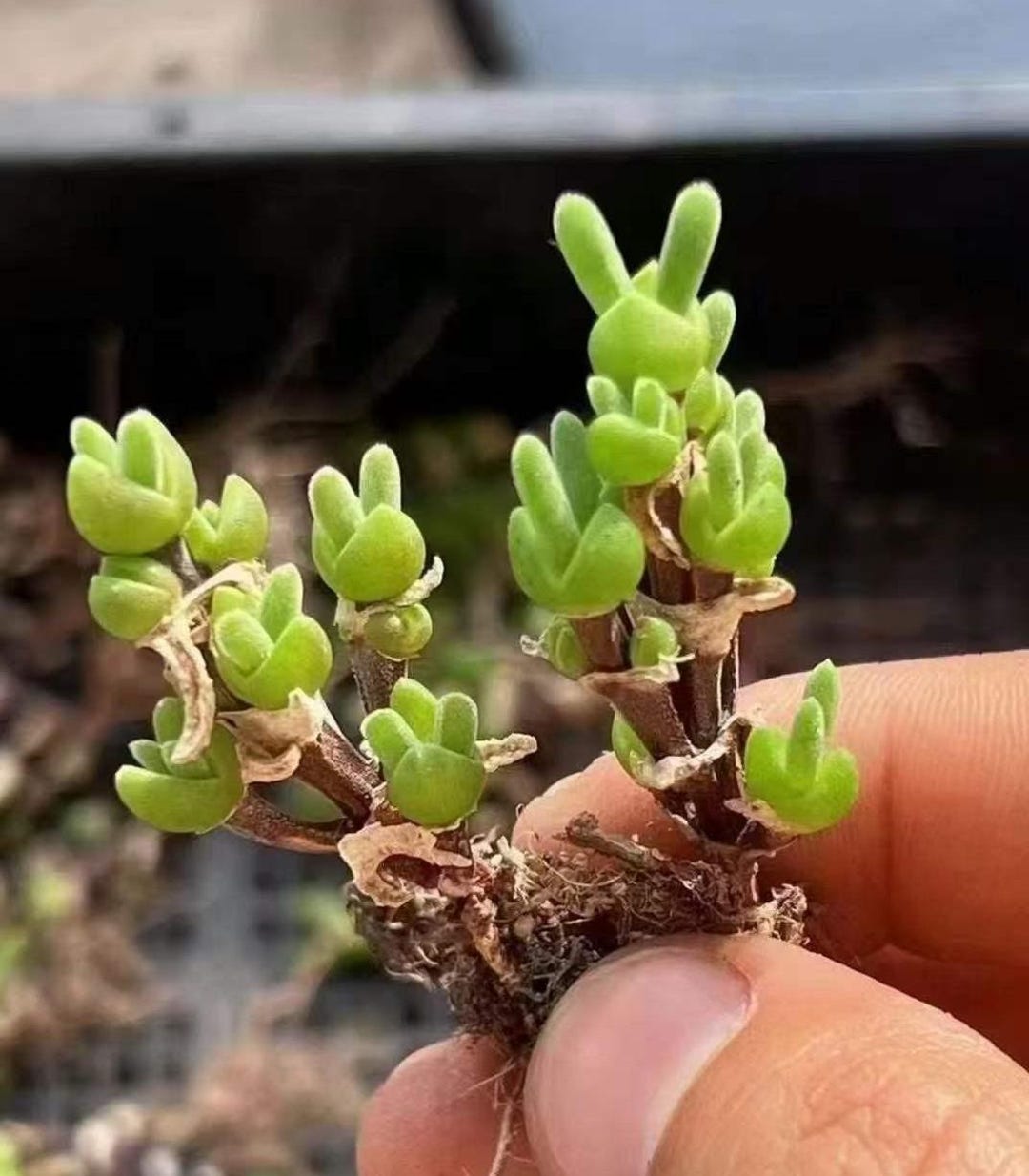 Rare Succulents - Dicrocaulon Ramulosum Cluter 20-30 Heads - Etsy