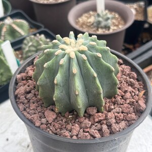 Rare Ferocactus Glaucescens Inermis Cactus, Spineless Live Plant (3 ...