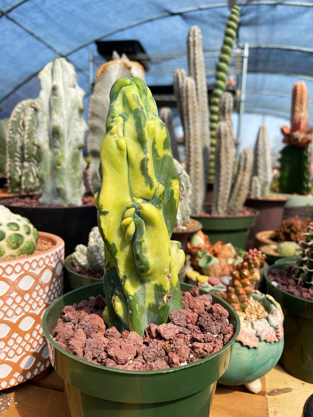Rare Cactus Myrtillocactus Geometrizans Fred Variegated - Etsy
