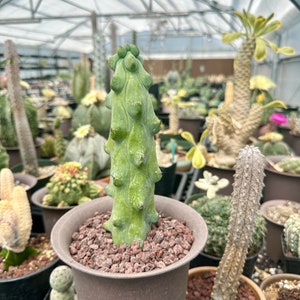 Rare Boobie Cactus, Myrtillocactus Geometrizans Cv. Fukurokuryuzinboku ...