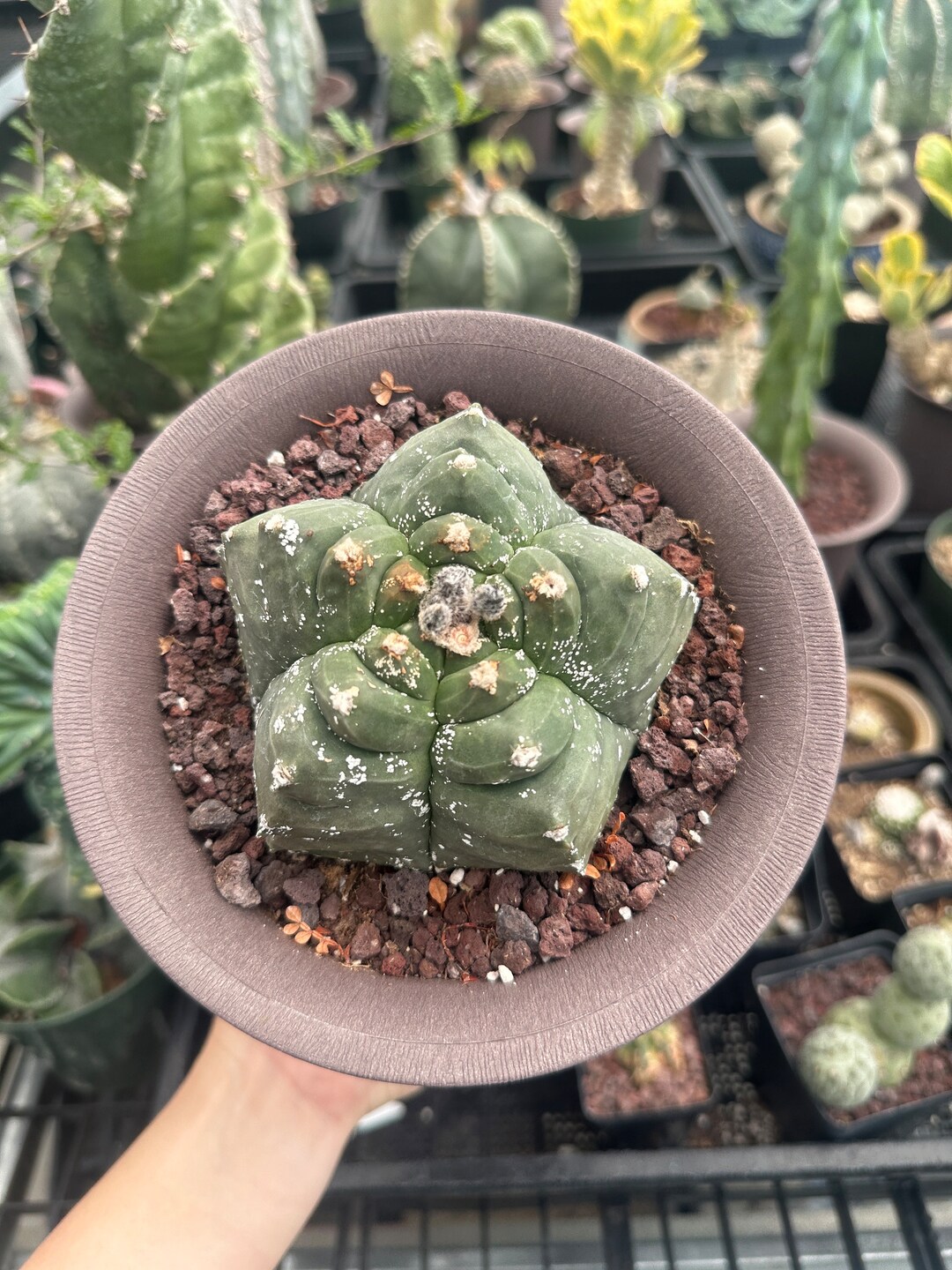 Rare Cactus Astrophytum Myriostigma Cv. Kikko Large 2 - Etsy