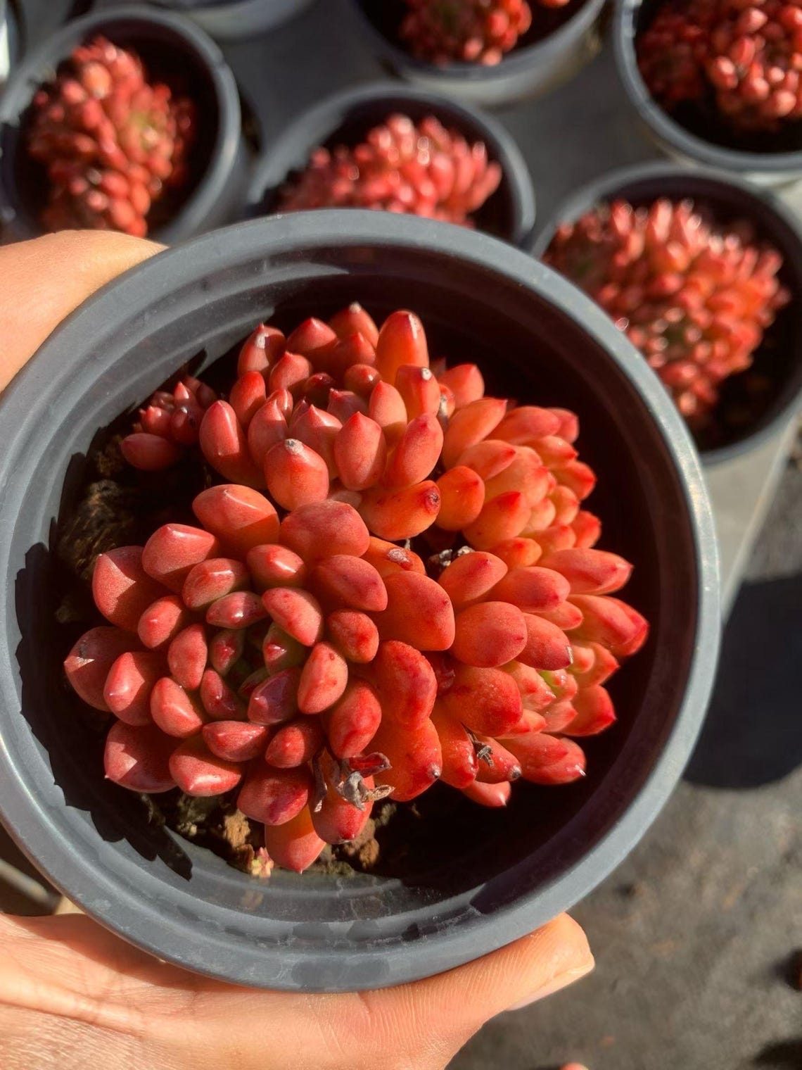 Rare Succulents - Sedeveria Pink Ruby Cluster (2.5"), Live Plant - Etsy