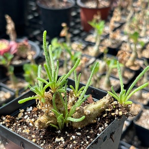 Rare Caudex, Phyllobolus Resurgens, Old Stem, Live Plant - Etsy