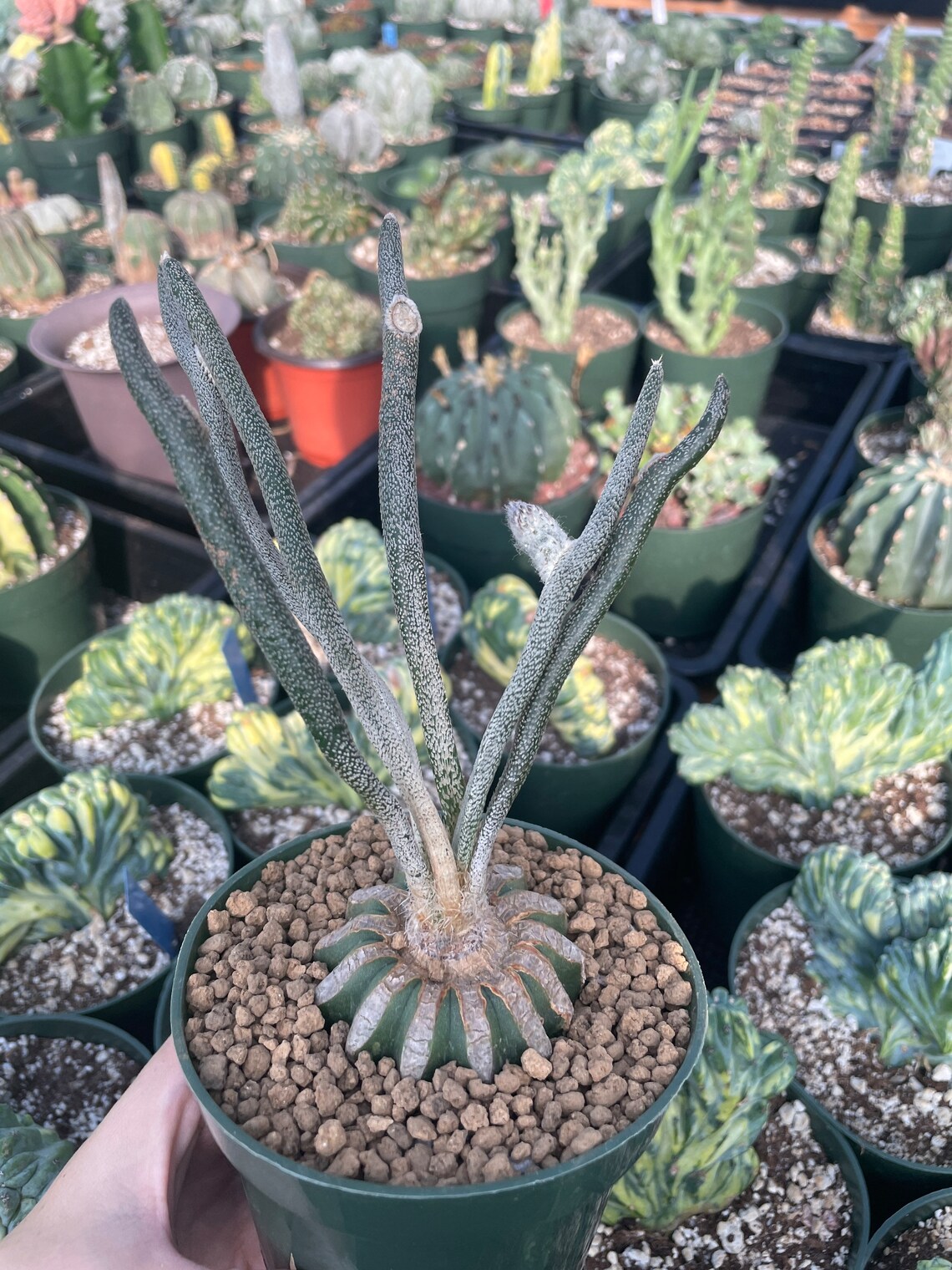 Rare Cactus Astrophytum Caput-medusae 4pot - Etsy