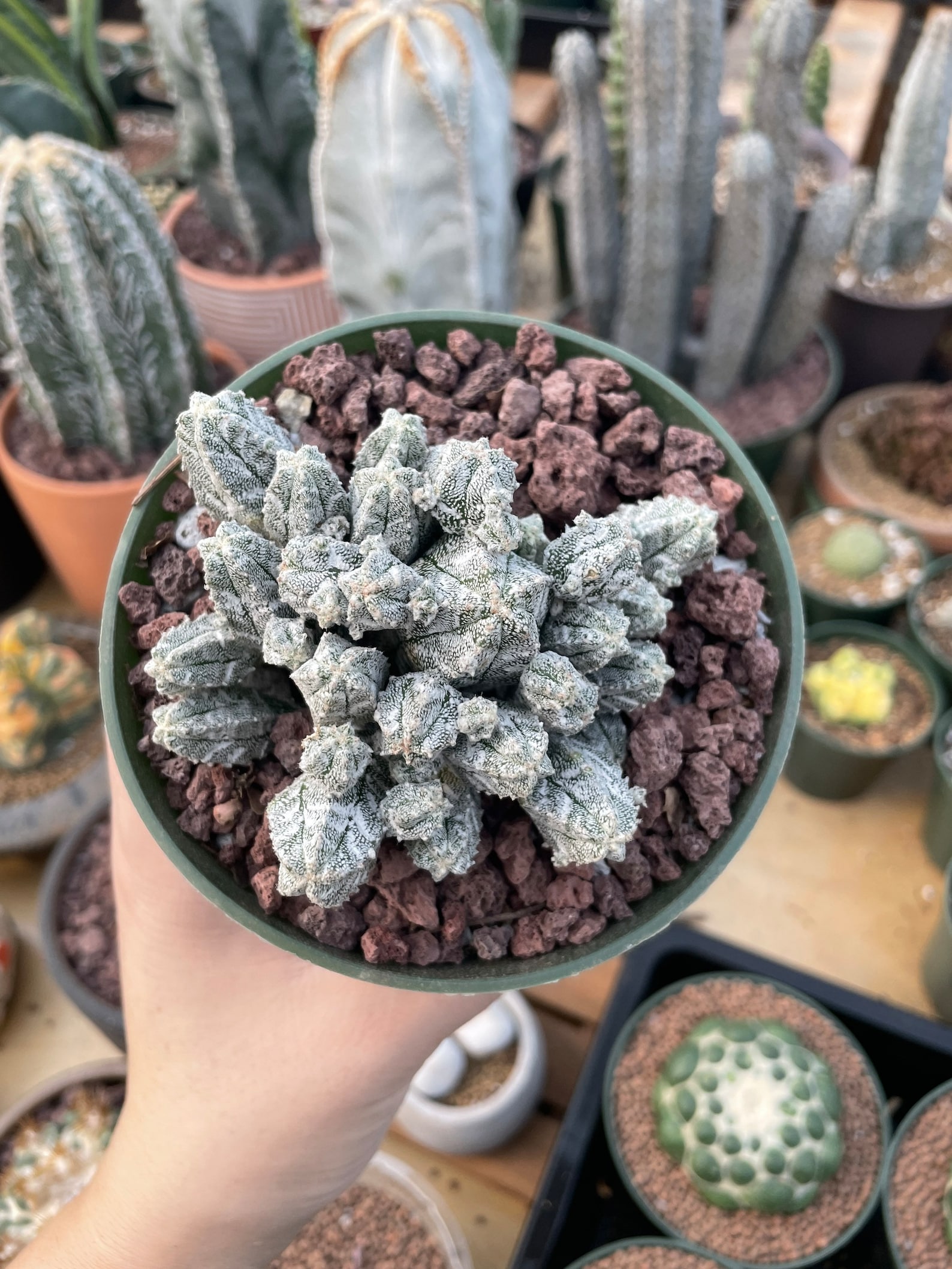 Rare Cactus - Astrophytum Myriostigma Var. Columnare (4”pot) - Etsy