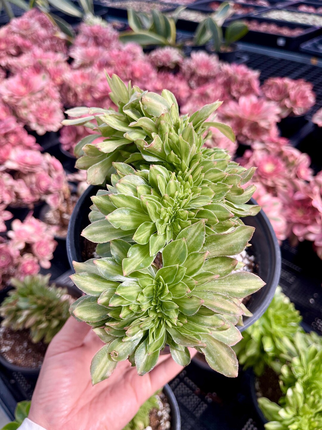 Rare Succulents - Aeonium Luminous Cup Variegated Crested (2) - Etsy