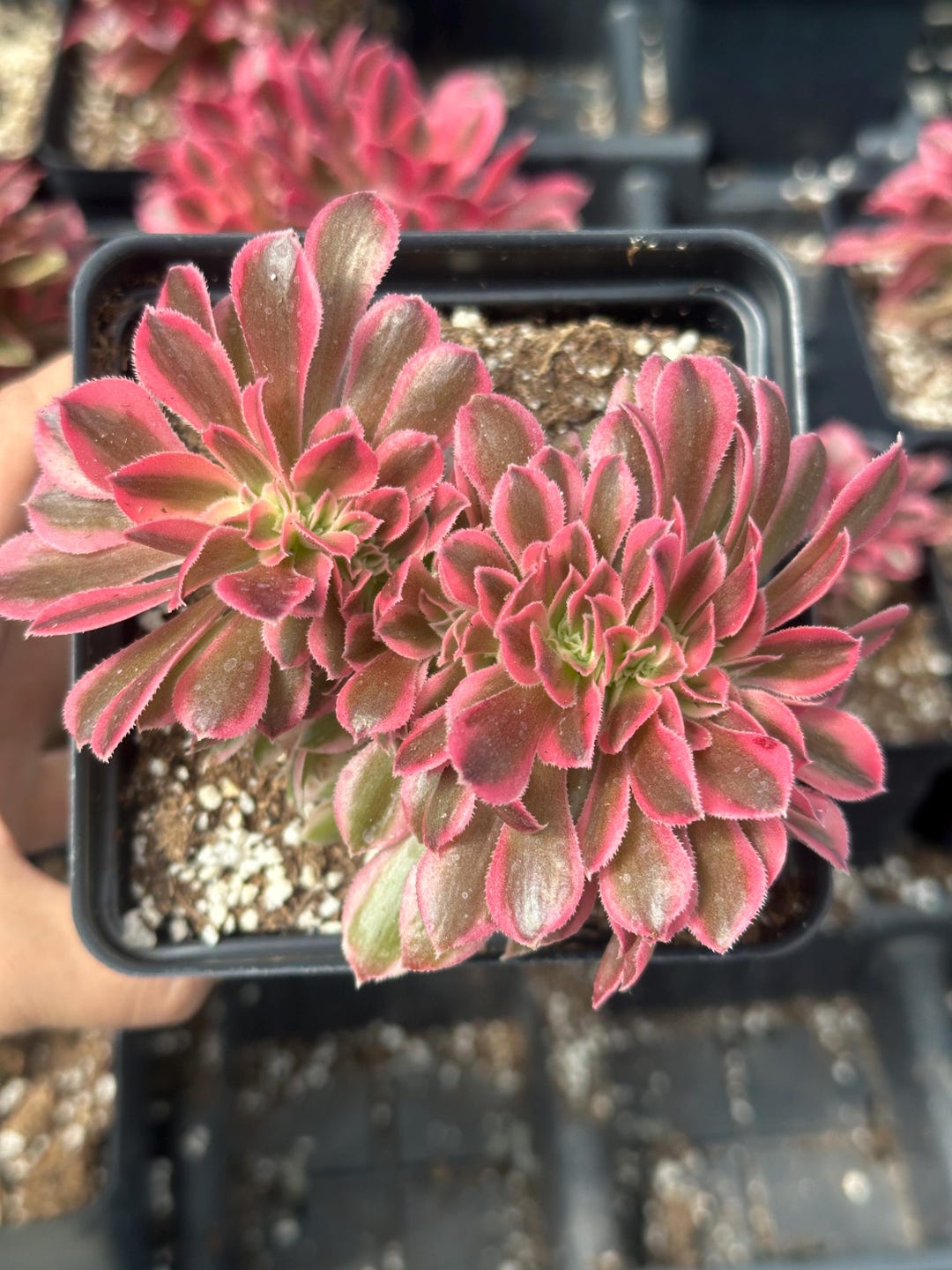 Rare Succulents - Aeonium Pink Witch Variegated Crested (102), Live ...