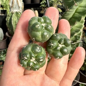 Rare Cactus - Coryphantha Elephantidens Cv. Inermis Offset (1”), Live ...