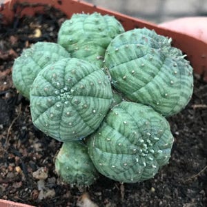 Rare Euphorbia - Euphorbia Obesa Small Cluster (2"-3"), Live Plant - Etsy