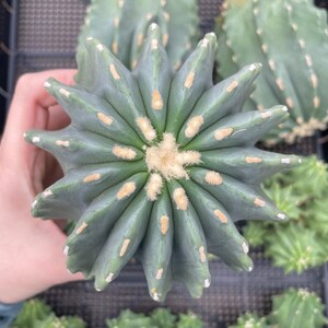 Rare Ferocactus Glaucescens Inermis Cactus, Spineless Live Plant (3 ...