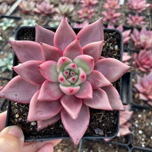 Imported Rare Echeveria Casio Succulent From Korea - Etsy
