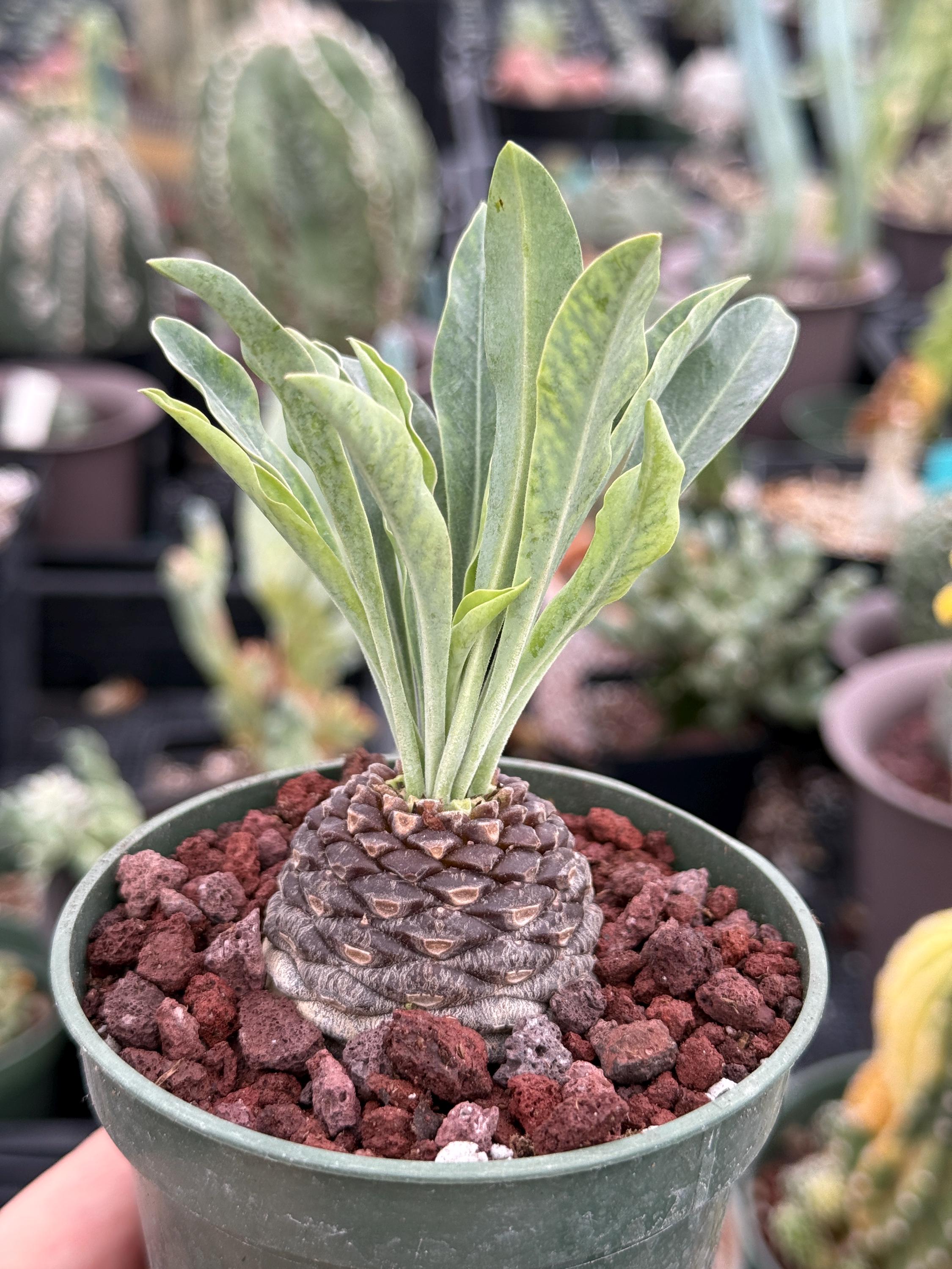 Euphorbia Bupleurifolia X Susannae Propagation