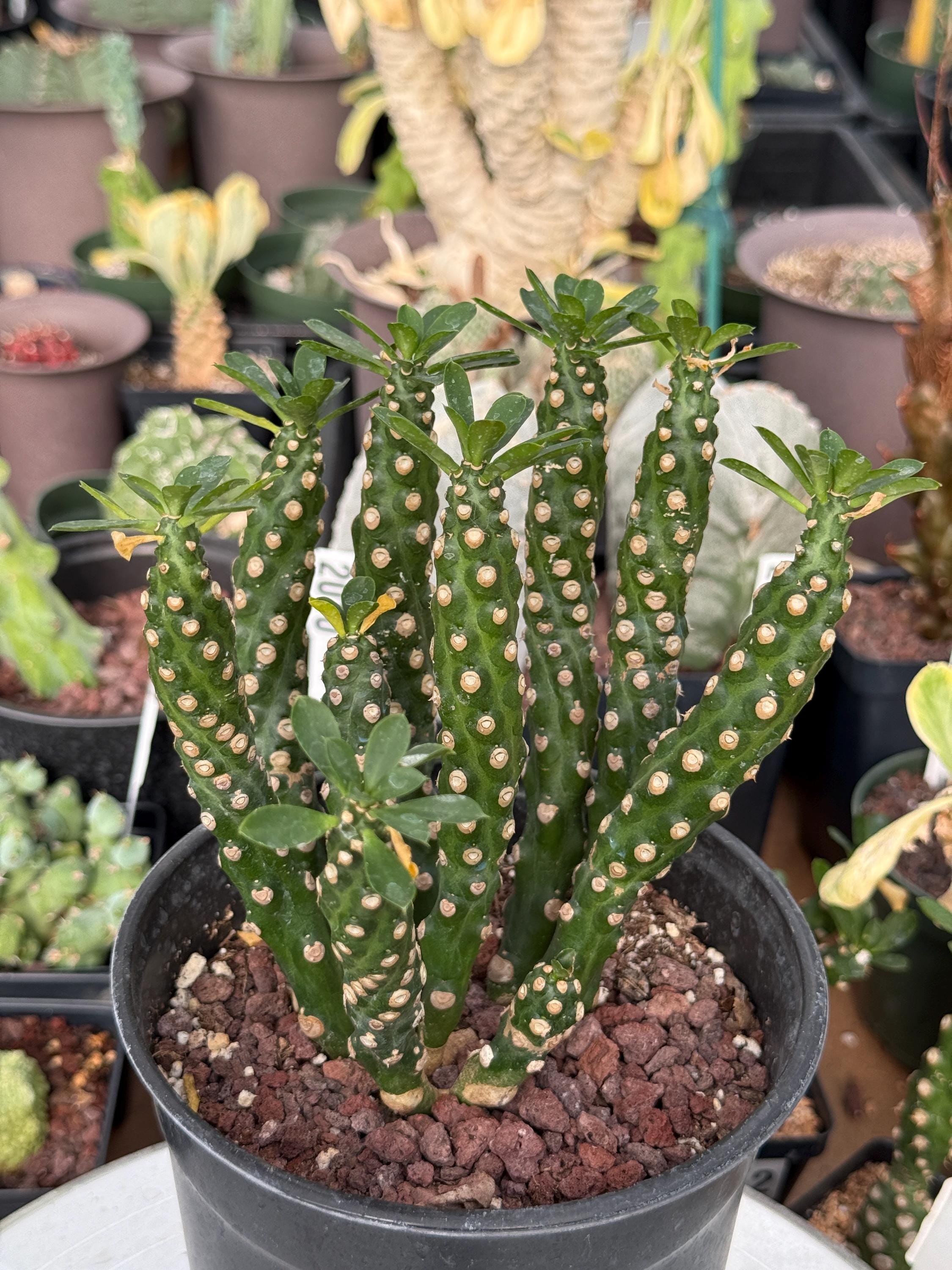 Euphorbia Royleana Large Cluster Rare Succulent Euphorbia Plant – Live ...