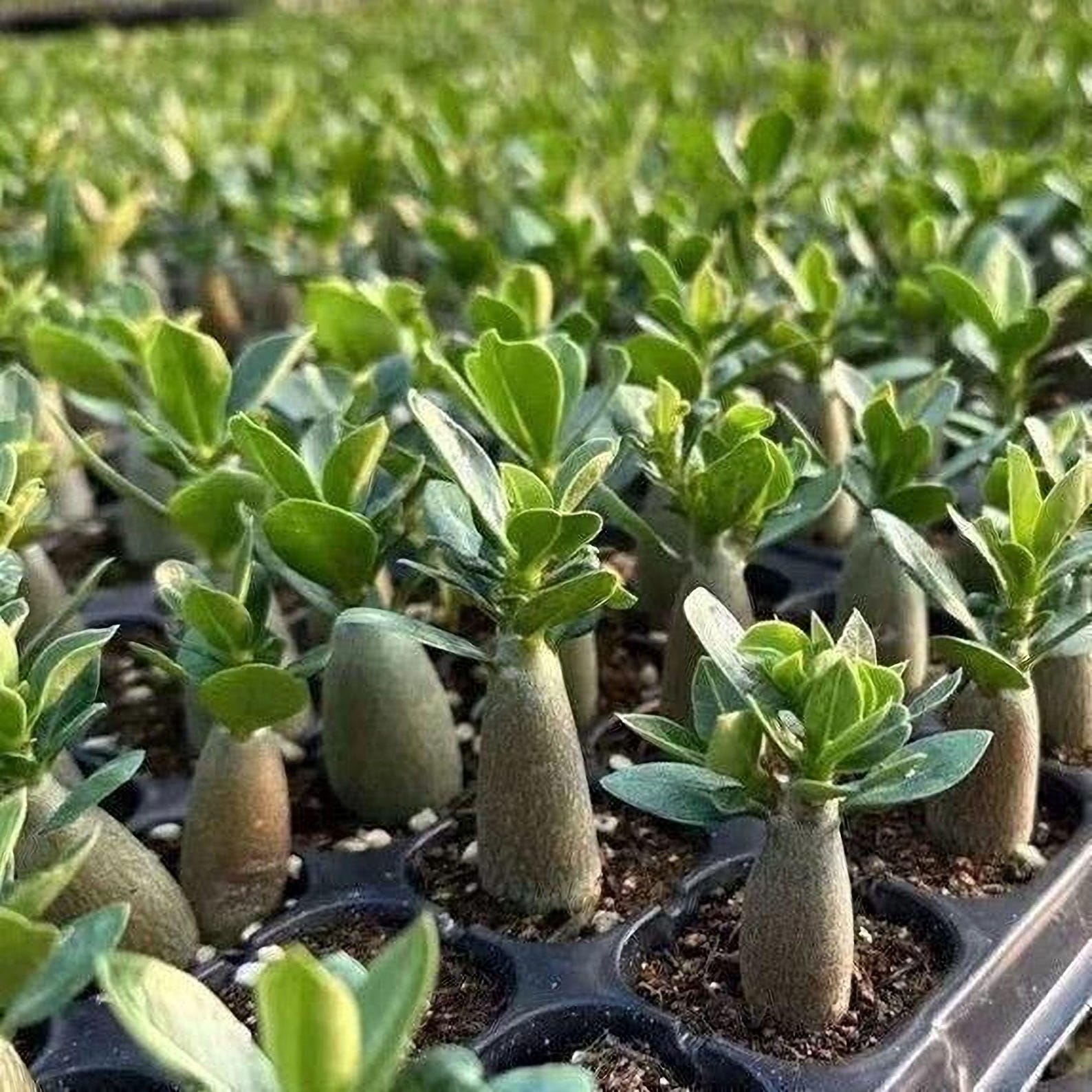 Desert Rose Adenium Obesum, 3/6 Plants, Starter Seedling, Rare ...