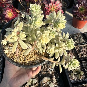 Rare Succulents Sedeveria Markus White Variegata 6 Pot - Etsy