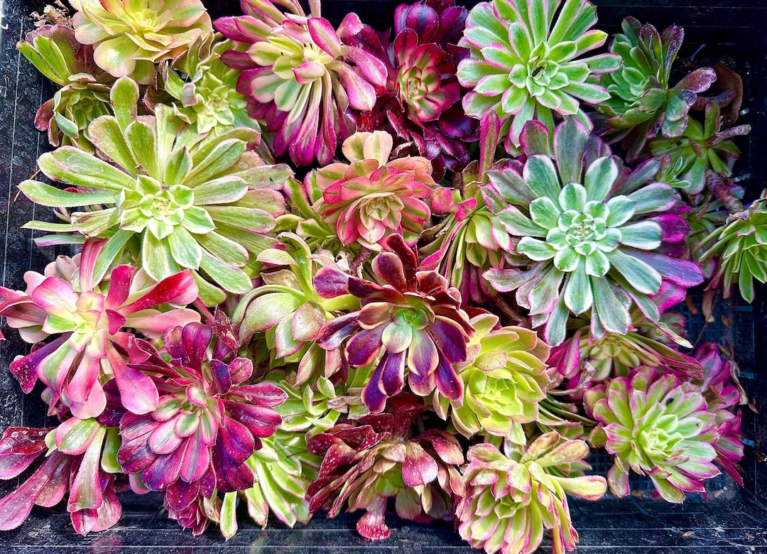 Variegated Aeonium Cuttings: Rare Succulent Live Plant Set - Etsy