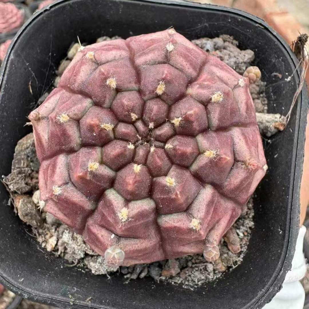 Rare Cactus, Gymnocalycium Cactus, Day Dream - Etsy