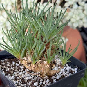 Rare Caudex, Phyllobolus Resurgens, Old Stem, Live Plant - Etsy