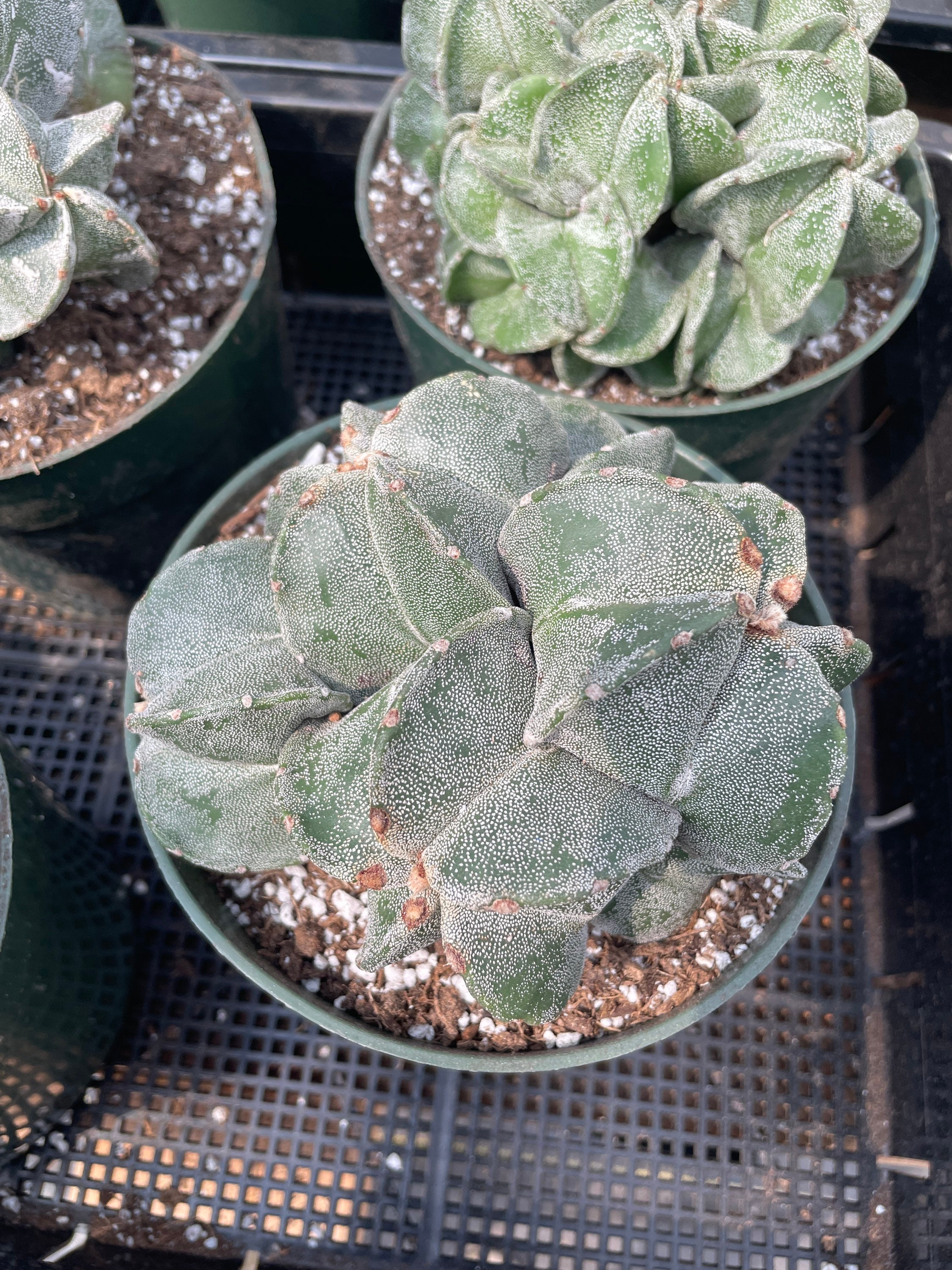 Rare Cactus - Astrophytum Myriostigma Cluster (4.5” Pot), Live Plant - Etsy