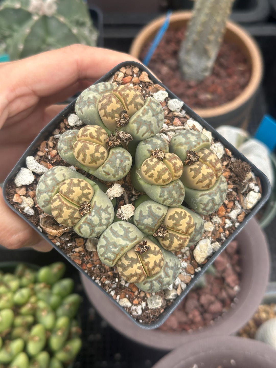 Rare Succulents - Lithops Dorotheae Cluster (1) - Etsy