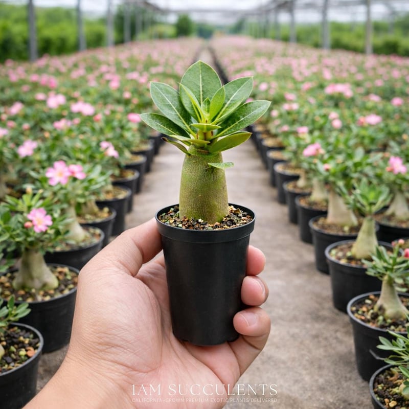 Adenium Cuttings - Etsy