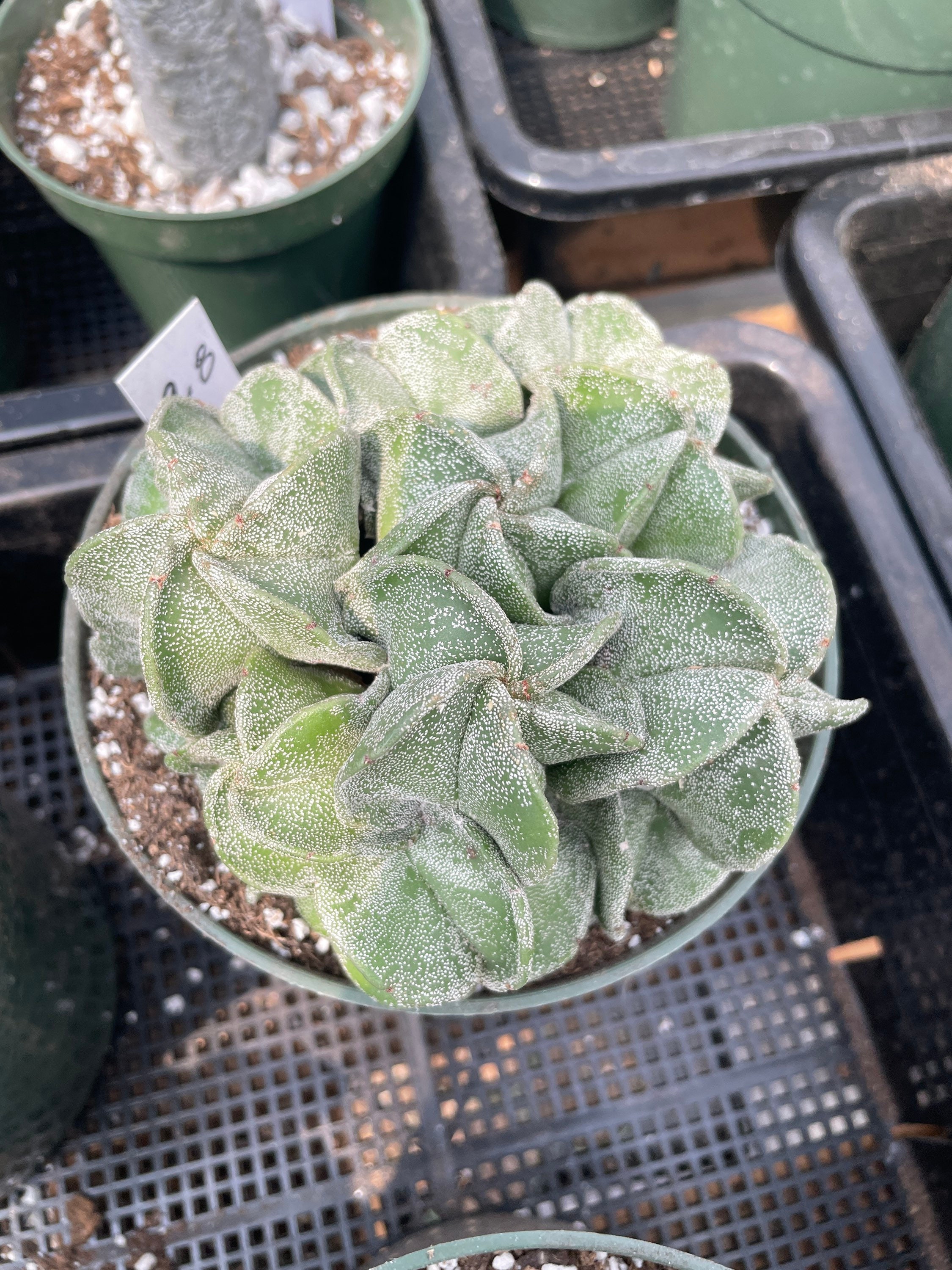 Rare Cactus - Astrophytum Myriostigma Cluster (4.5” Pot), Live Plant - Etsy