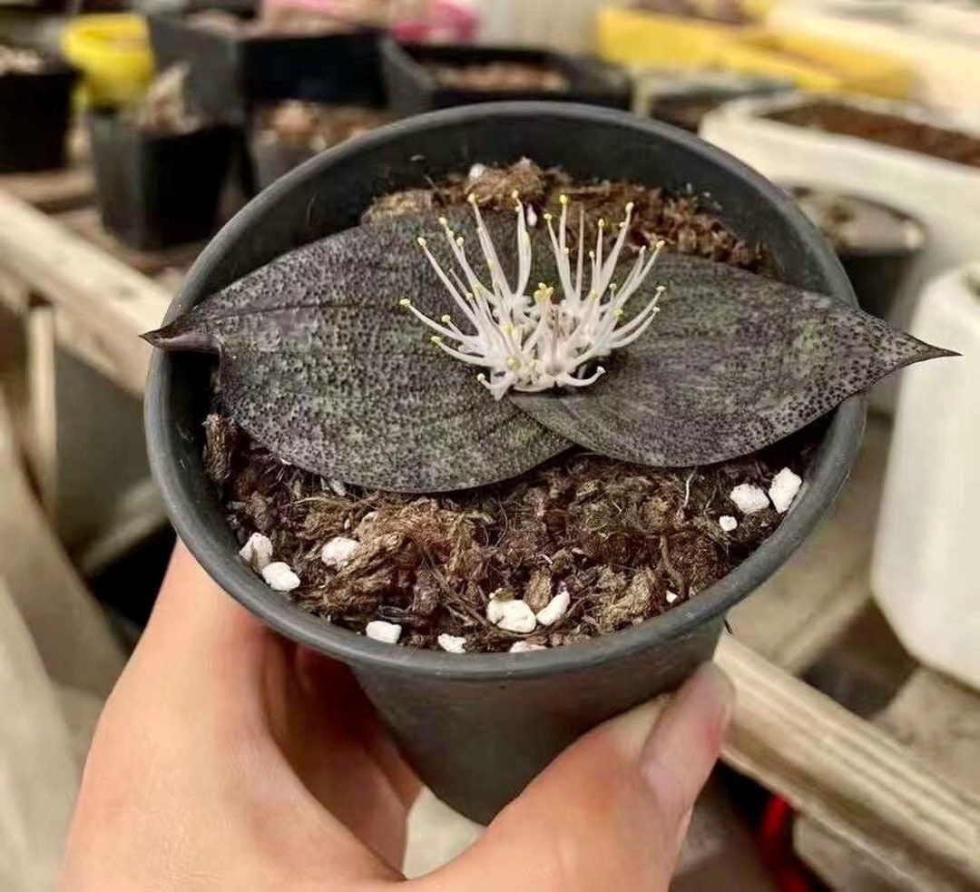 Massonia Pustulata (bulb Only), Rare Succulents, Live Plant - Etsy