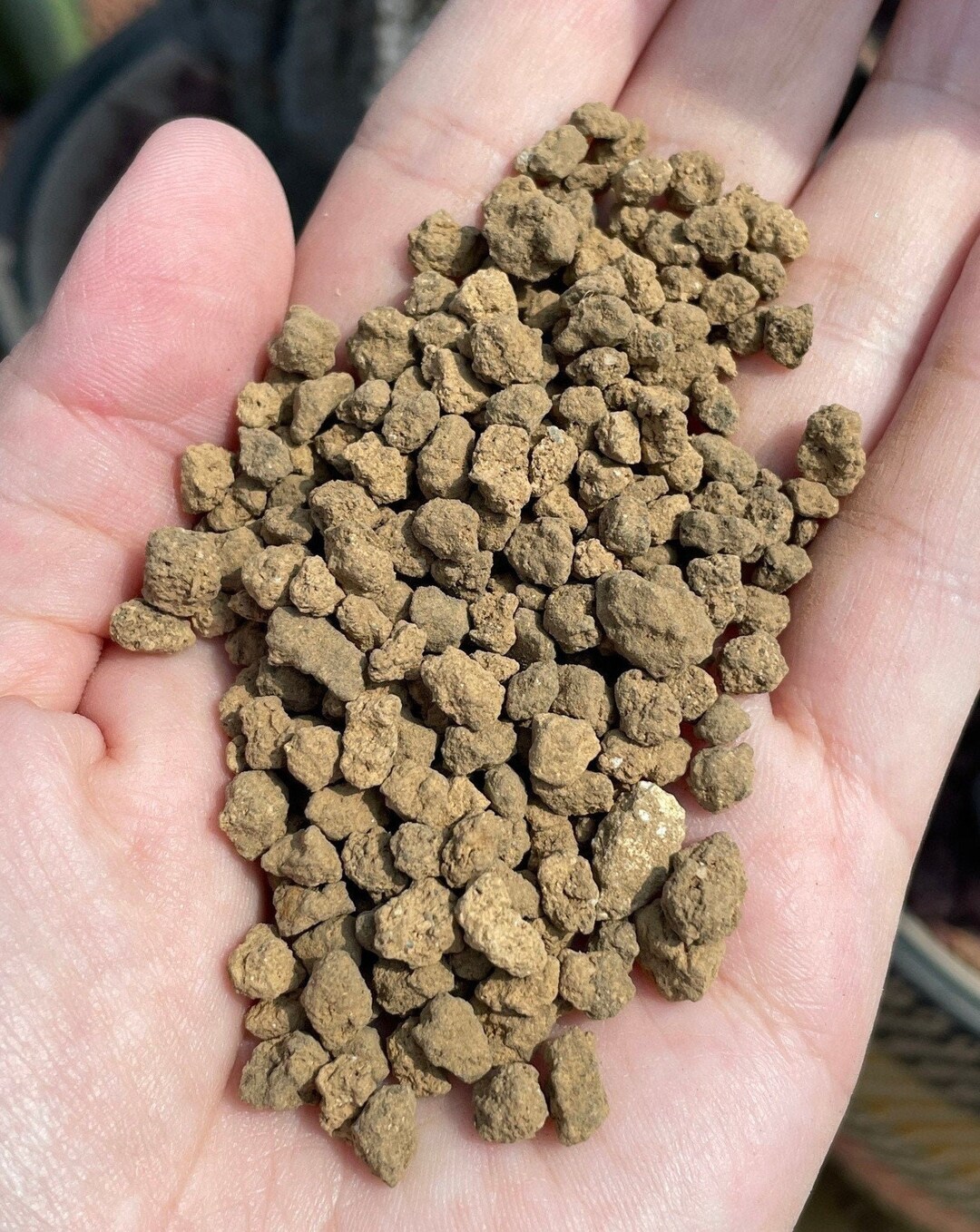 Premium Pebbles - Japanese Akadama (order Separately), Live Plant - Etsy