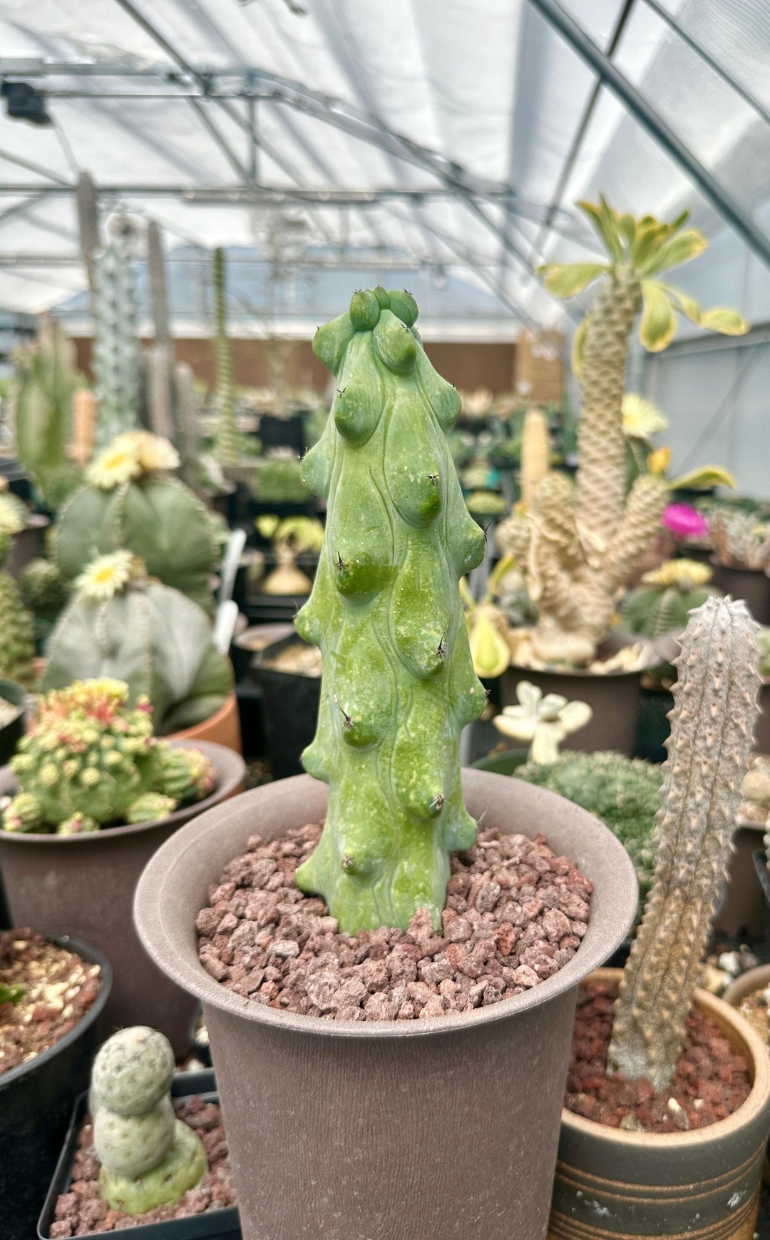 Rare Boobie Cactus, Myrtillocactus Geometrizans Cv. Fukurokuryuzinboku ...