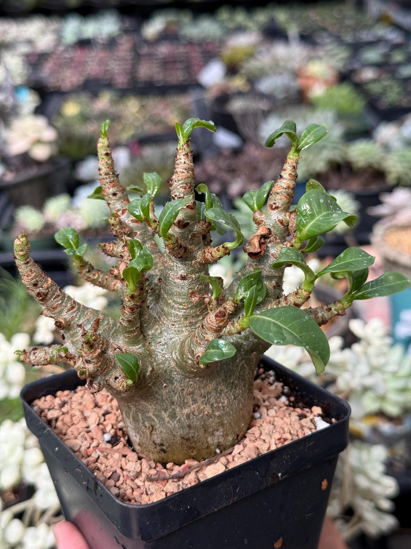 Rare Adenium Godzilla Caudex, Succulent for Your Collection - Etsy