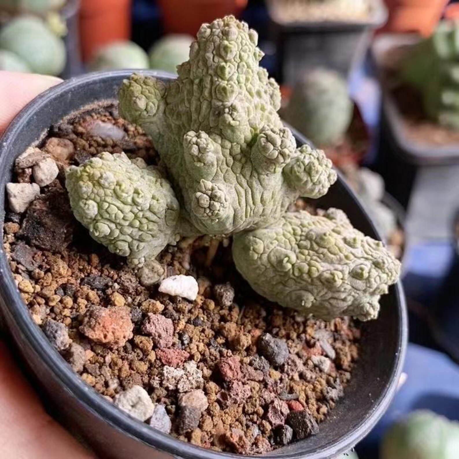 Rare Succulent - Pseudolithos Caput-viperae Hybrid (2”), Live Plant - Etsy