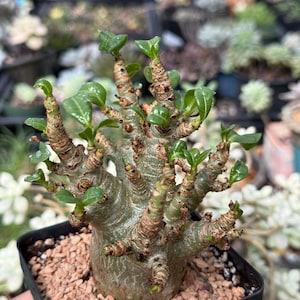 Rare Adenium Godzilla Caudex, Succulent for Your Collection - Etsy