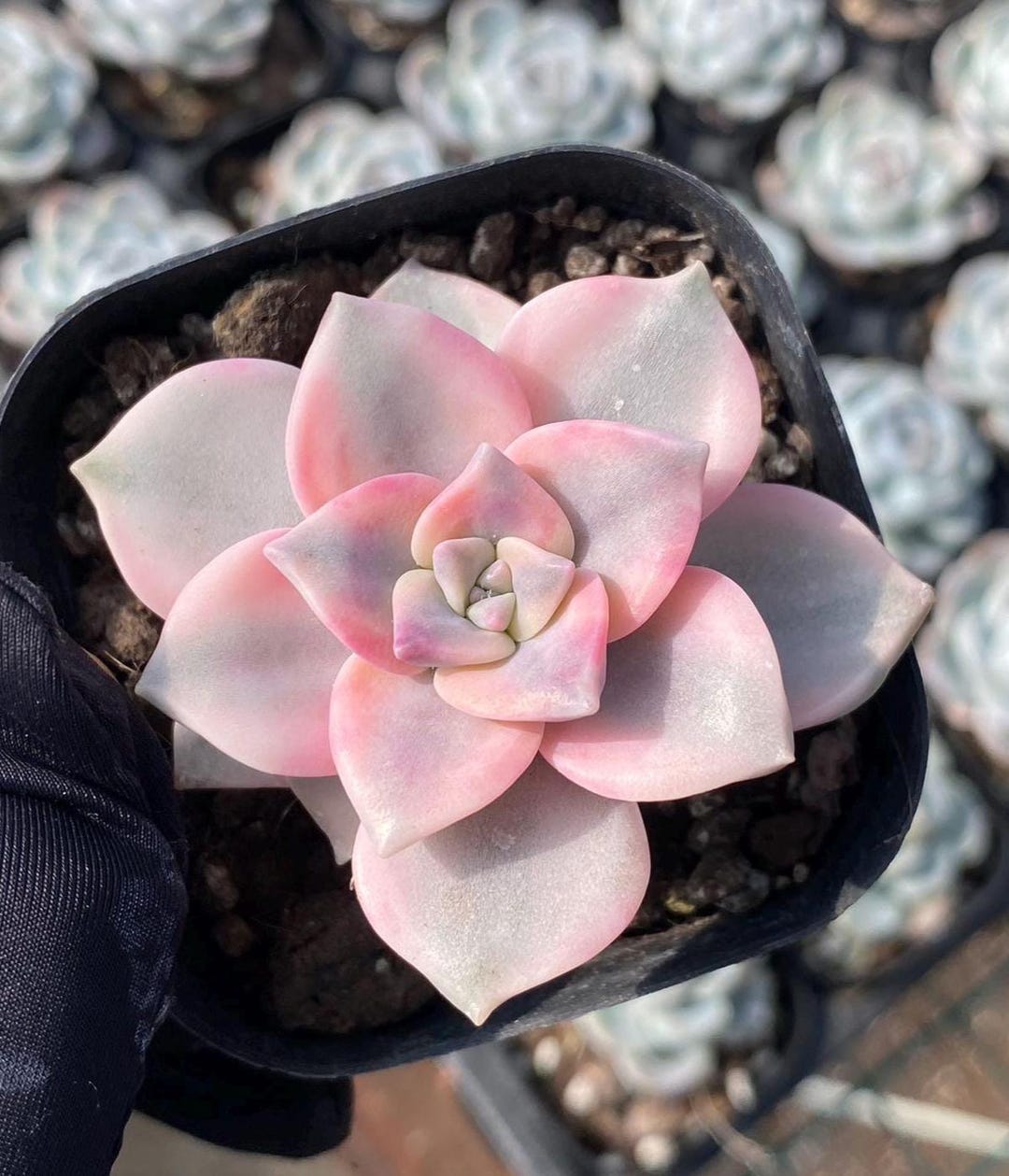 Variegated Graptopetalum Purple Delight Succulent, Colorful Rosette ...