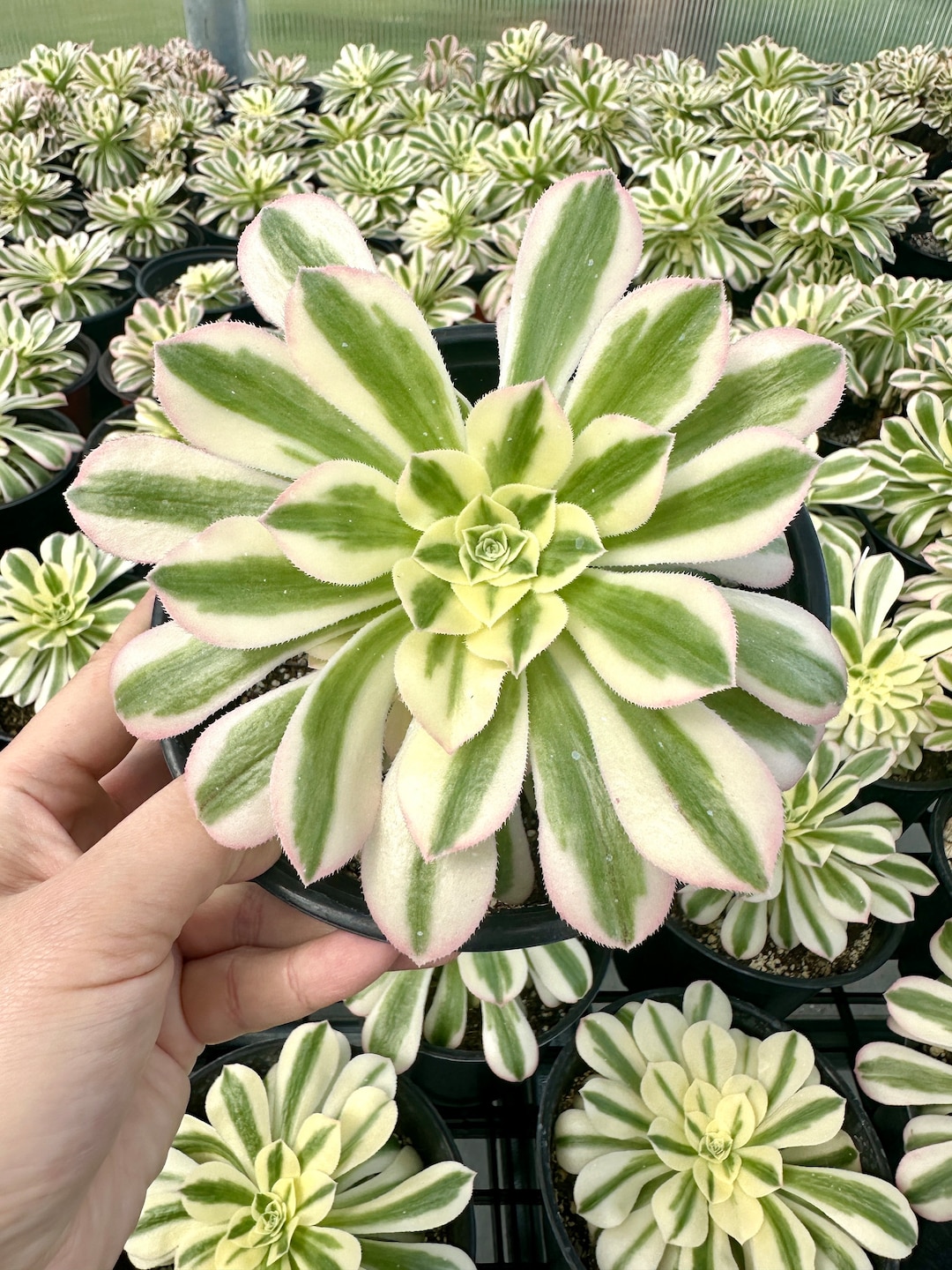 Rare Succulents, Aeonium Variegated Maybach, Live Plant - Etsy