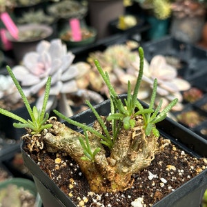 Rare Caudex, Phyllobolus Resurgens, Old Stem, Live Plant - Etsy