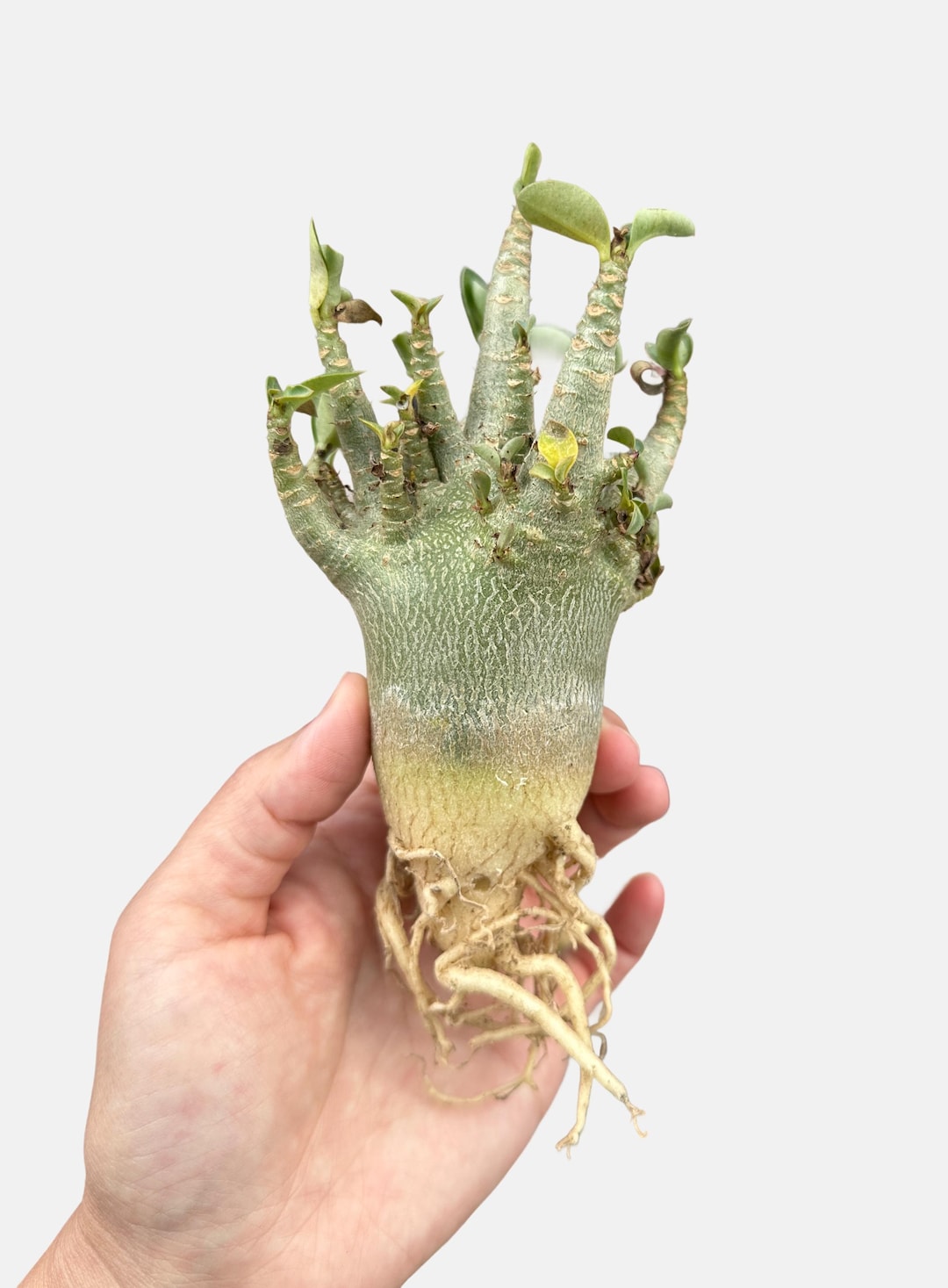 Rare Adenium Arabicum Godji Caudex, Succulent for Your Collection, Live ...