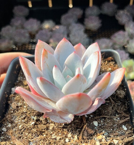 Home & Living Plants Imported Rare Echeveria lotus succulent from Korea ...